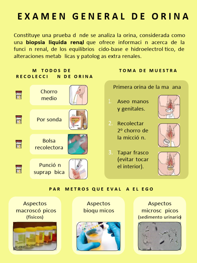 Examen de Orina | PDF | Riñón | Excreción