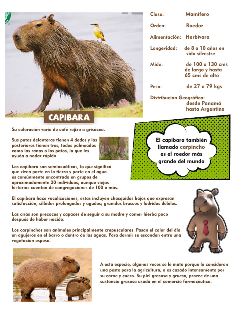 CAPIBARA | PDF | Organismos