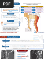 Deterioro Rostrocaudal: Etiología | PDF | Medicina | Sistema nervioso