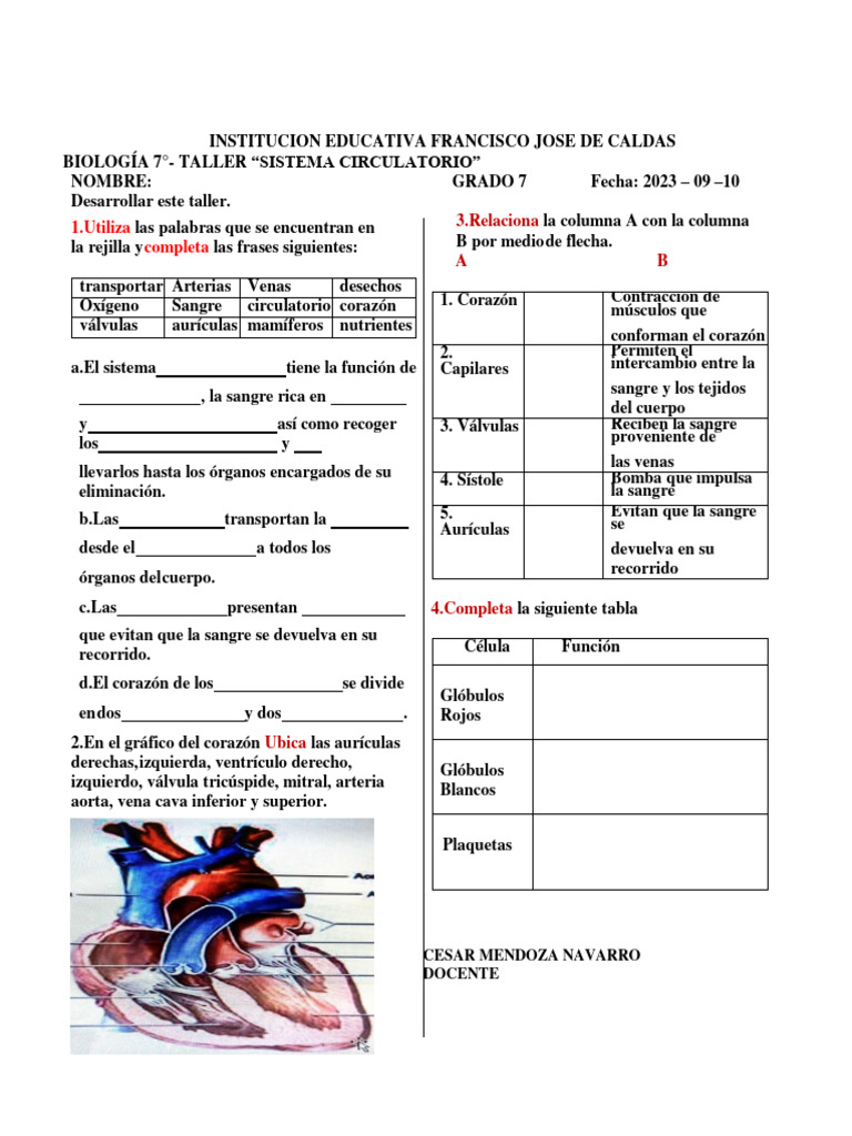 Taller Sistema Circulatorio 2 | PDF | Sistema circulatorio | Corazón