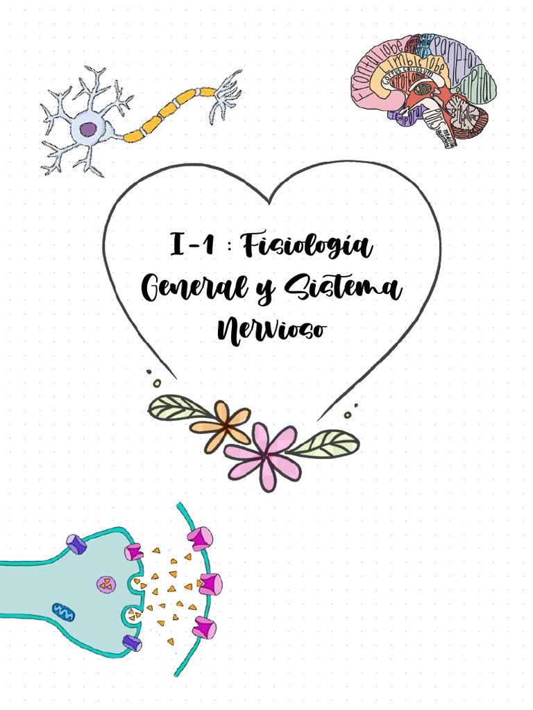 Resumen I1 Fisio | PDF | Sinapsis | Cerebro