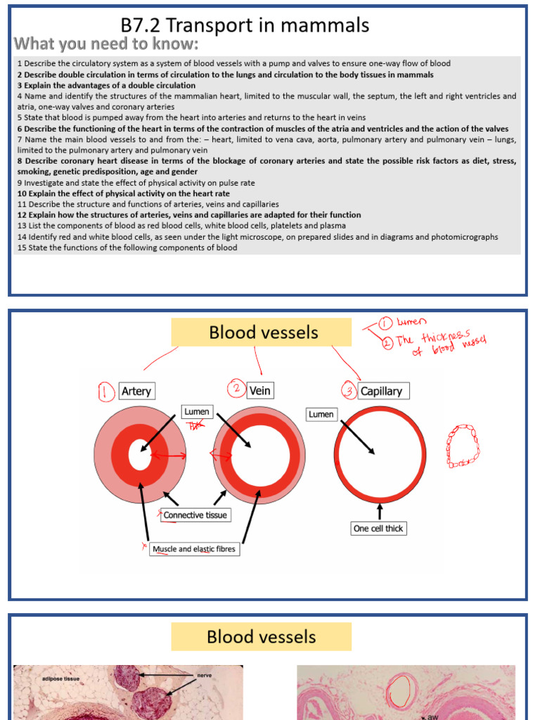 B7.2 Transport in Mammals | PDF | Blood Vessel | Blood
