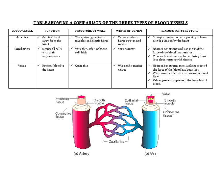 Blood Vessel Comparison Guide | PDF