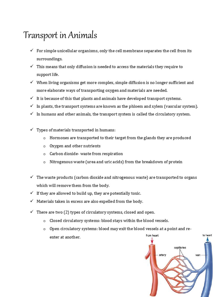 Transport in Animals | PDF | Heart Valve | Atrium (Heart)