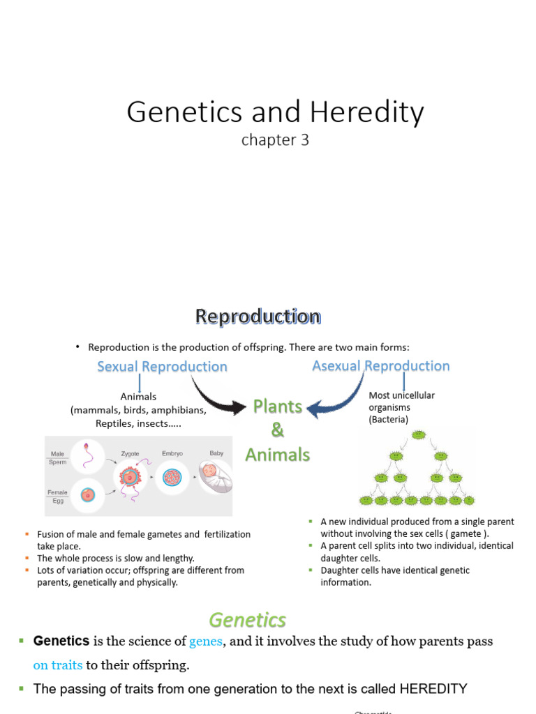 Genetics and Heredity | PDF | Dominance (Genetics) | Allele