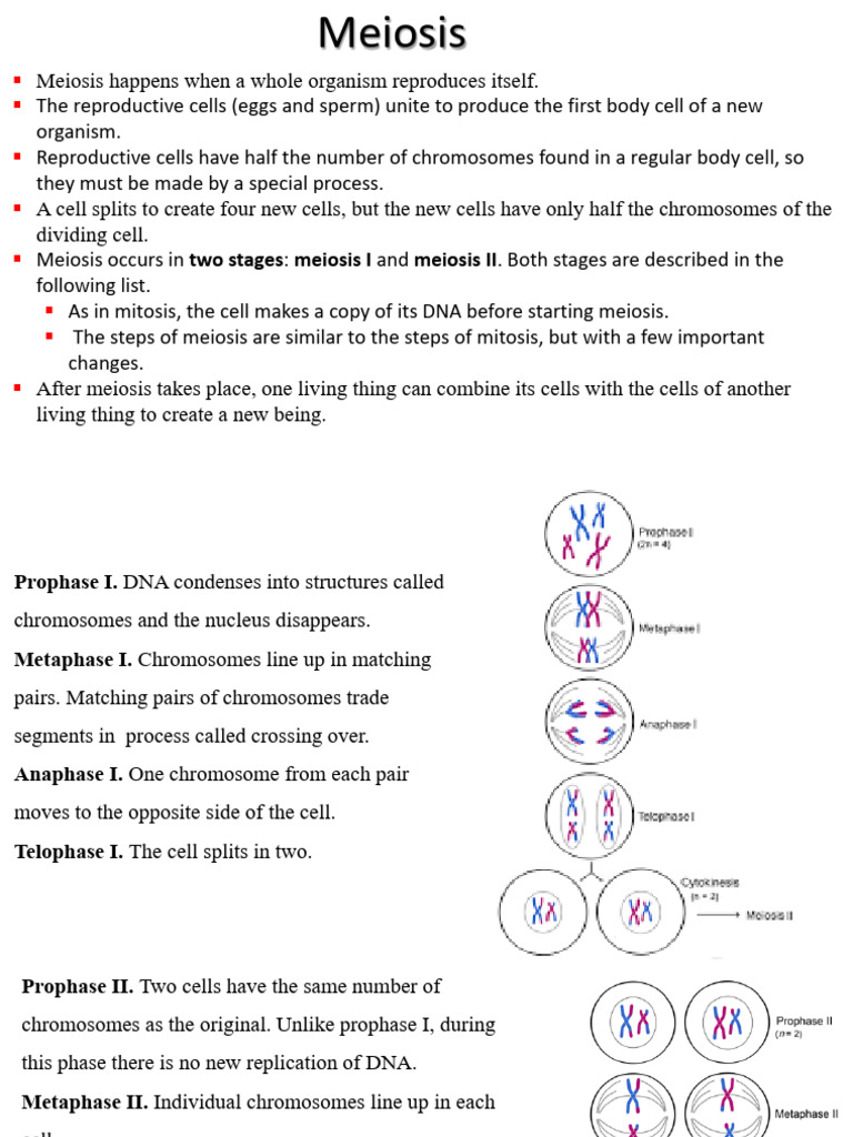 Cell Division, Meiosis | PDF