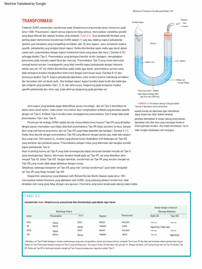 Snustad - Struktur Materi Genetik | PDF