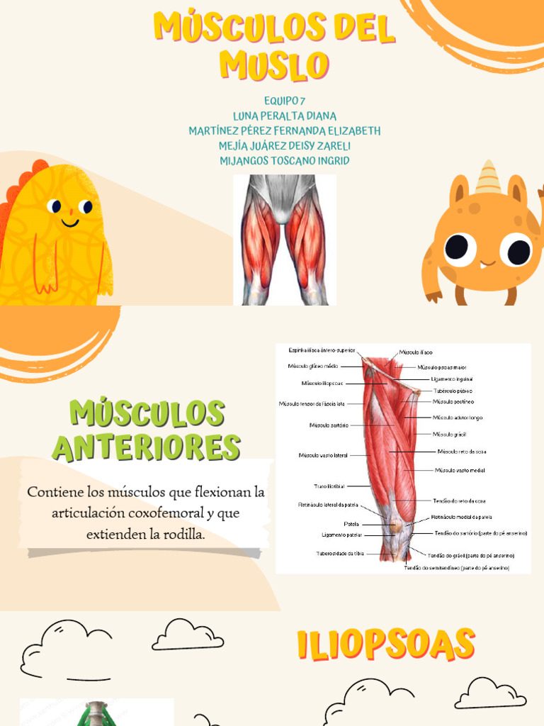 Músculos del Muslo: Funciones y Orígenes | PDF | Rodilla | Cadera