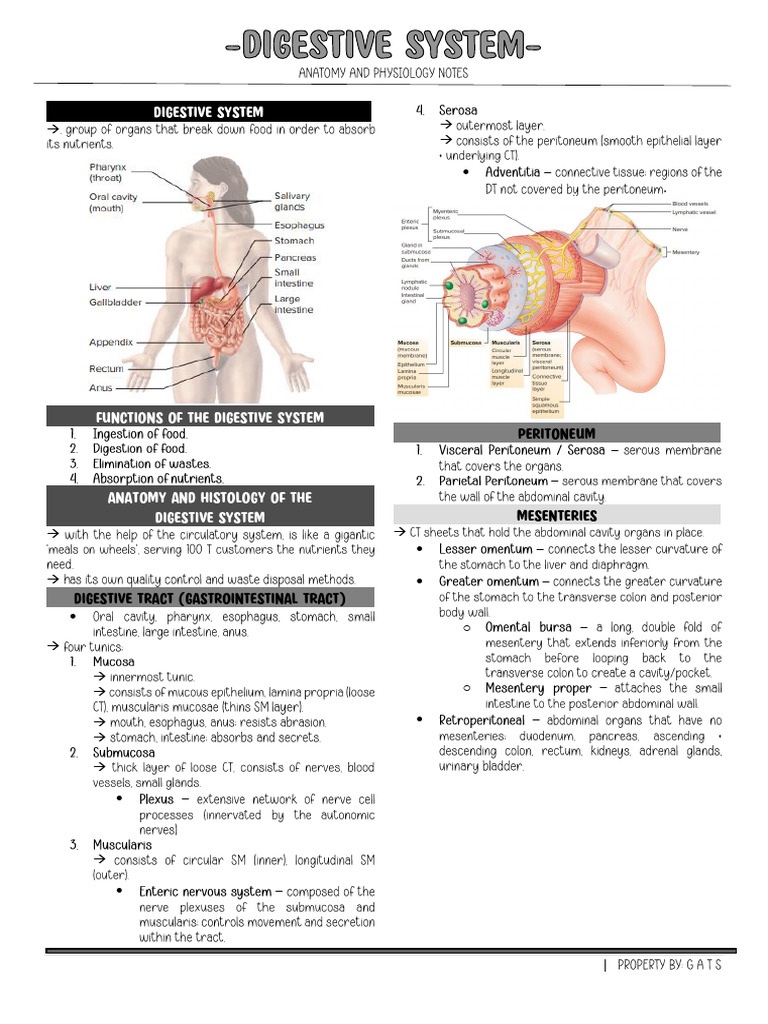 Chapter 15 | PDF | Human Digestive System | Stomach