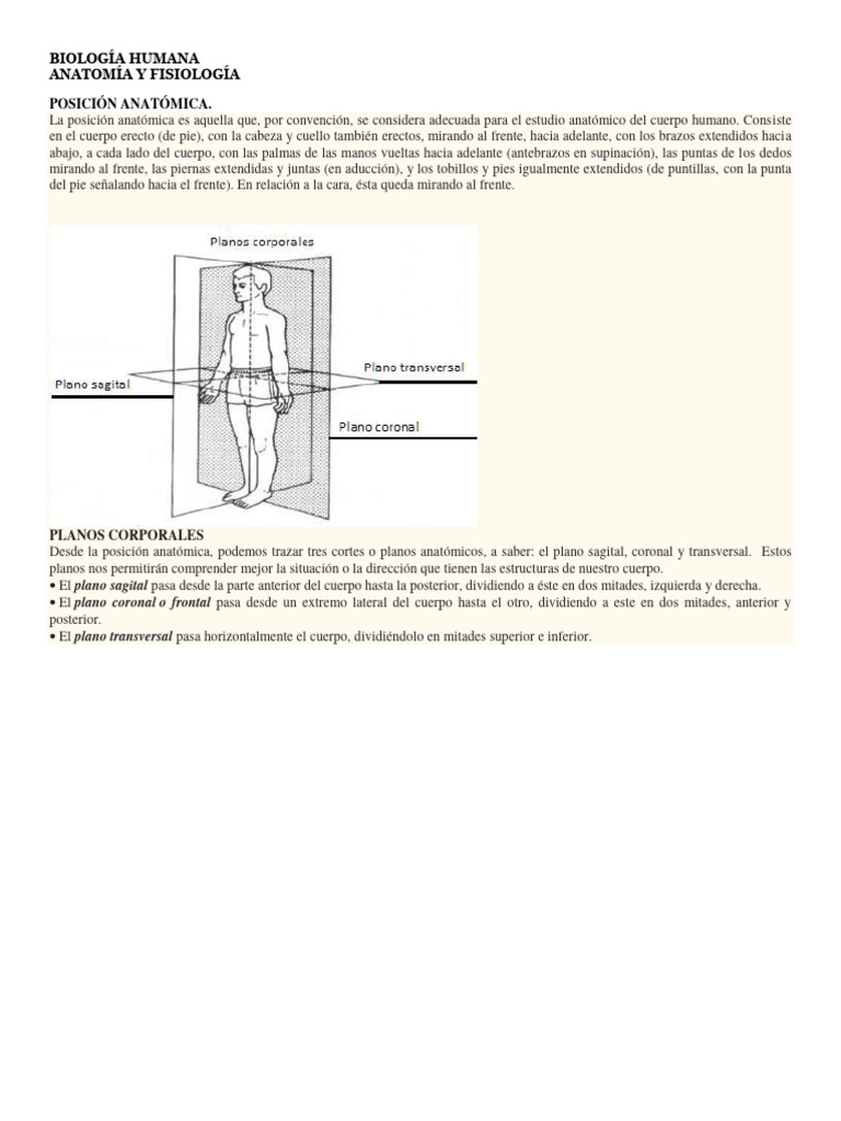 1-Clase-Planos Corporales y Posiciones | PDF | Términos anatómicos de ubicación | Anatomía humana