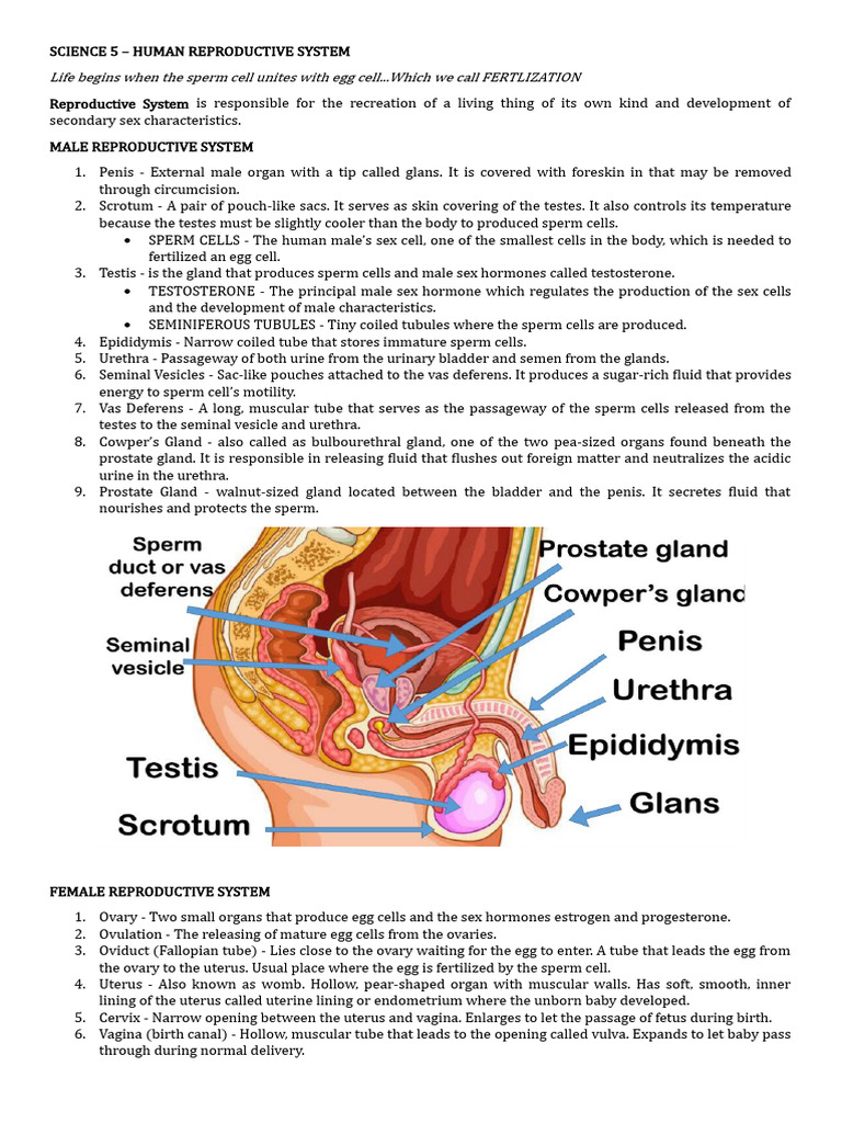 2ND Science 5 HUMAN REPRODUCTIVE SYSTEM | PDF | Uterus | Menstrual Cycle