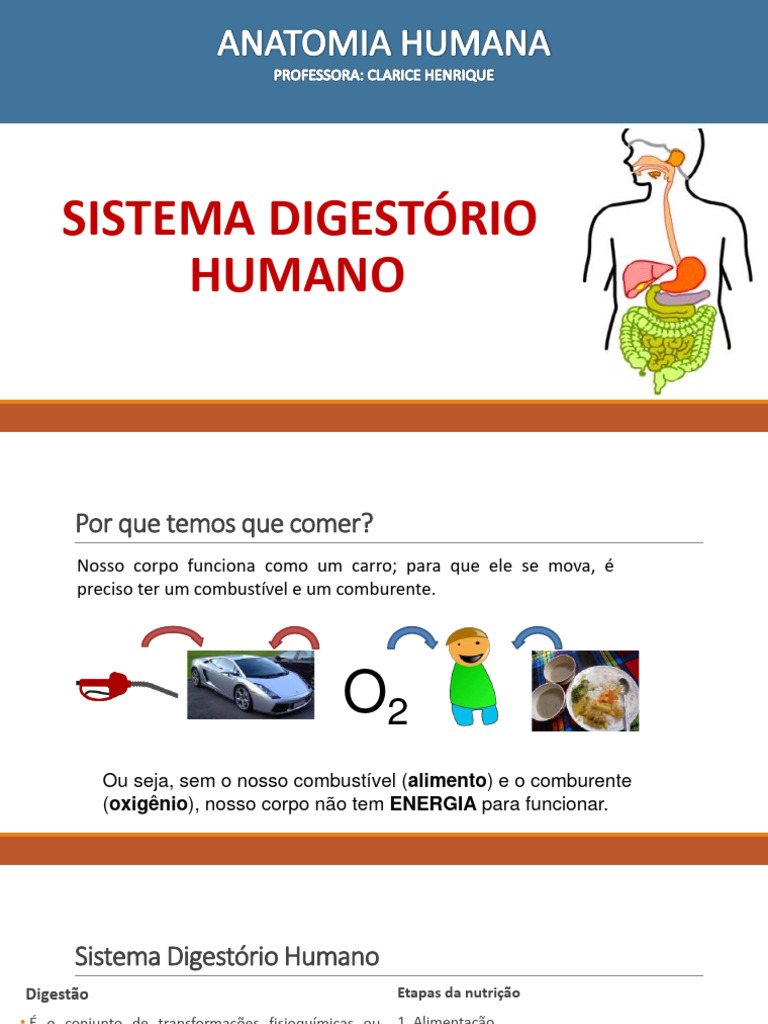 Aula 7 - Sistema Digestório R | PDF | Sistema digestivo humano | Digestão