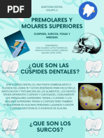 Tabla de Medidas para Dientes Permanentes | PDF | Anatomia dental | Diente