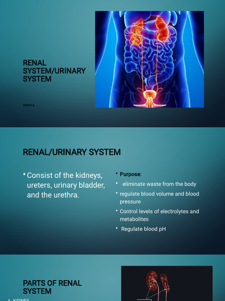 GRP 6.pharma | PDF | Urinary System | Kidney
