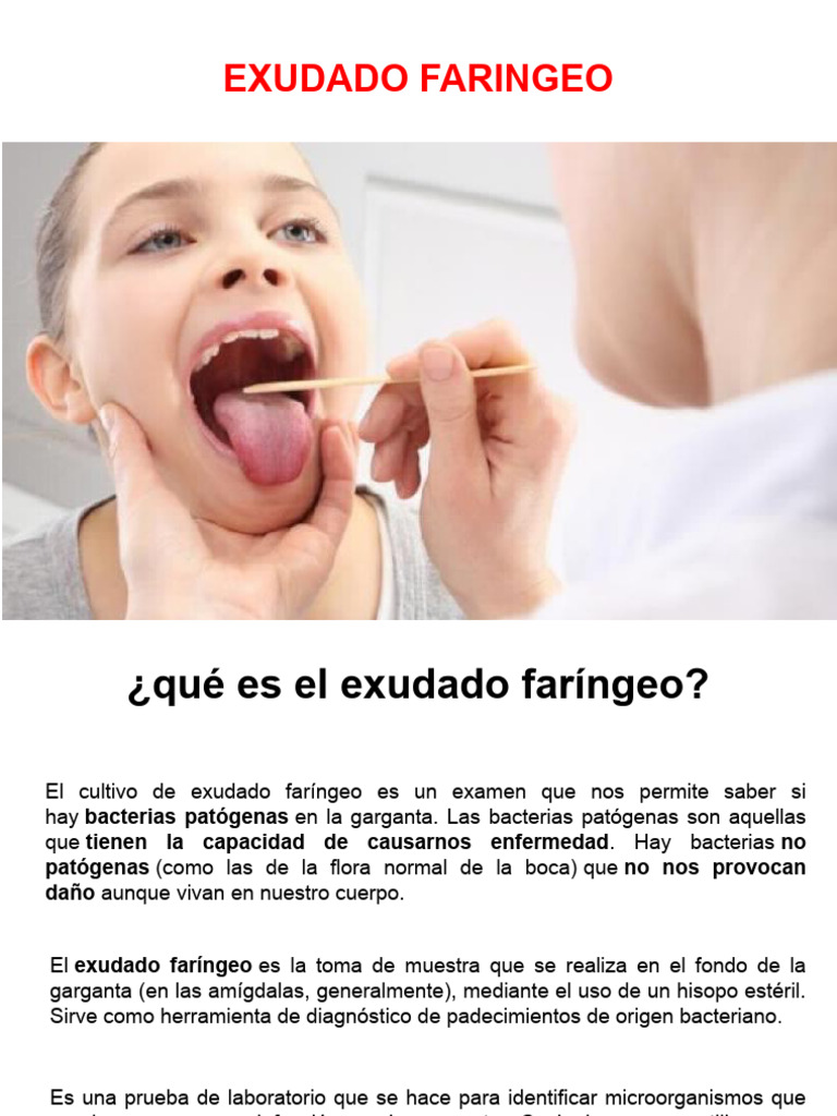 3.1 Exudado Faringeo | PDF | Estreptococo | Las bacterias
