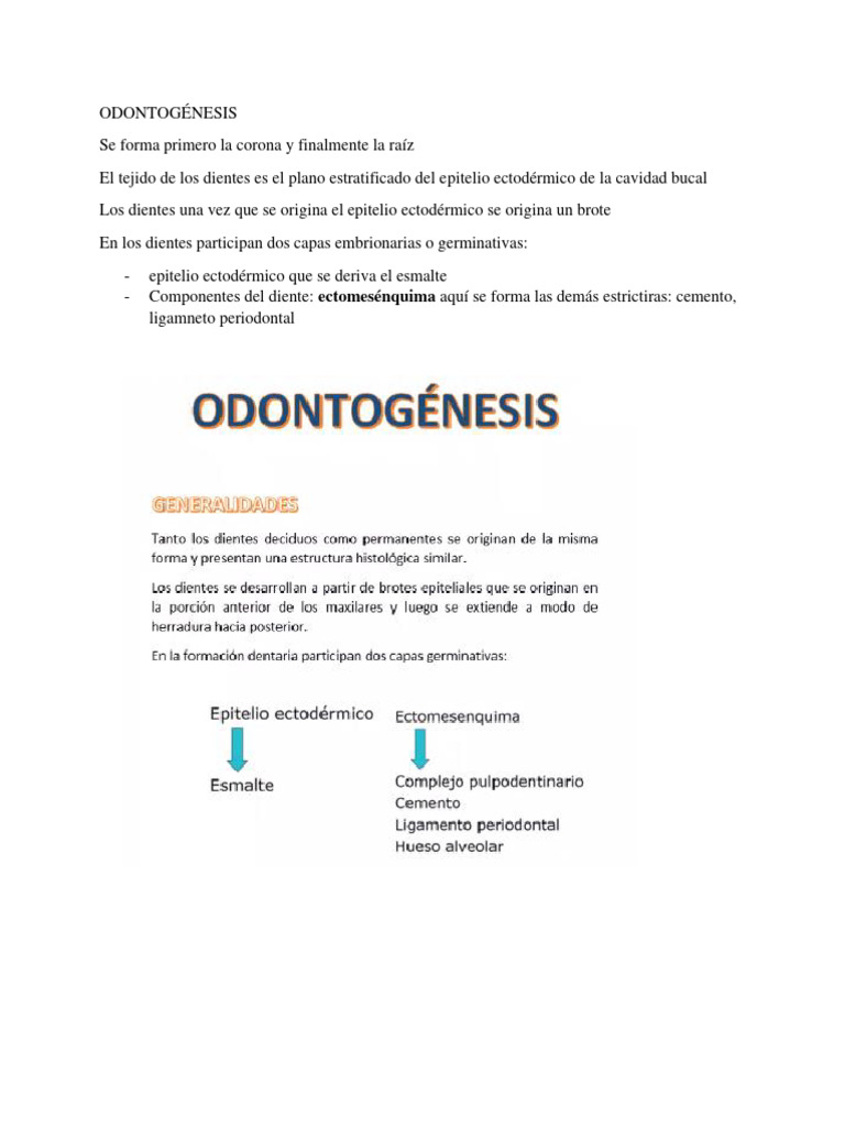 ODONTOGÉNESIS | PDF