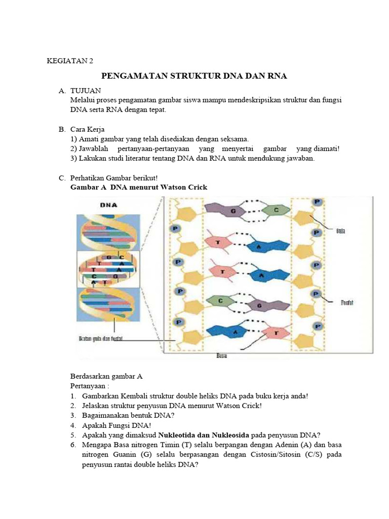 Struktur dan Fungsi DNA dan RNA | PDF | Metode & Bahan Ajar