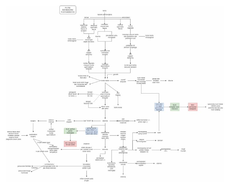 Pathway Torsio Testis | PDF
