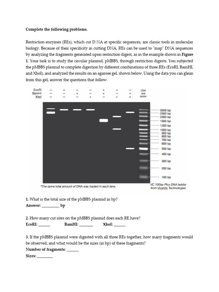  1 Mol Bio Restriction Analysis QUESTIONS PDF