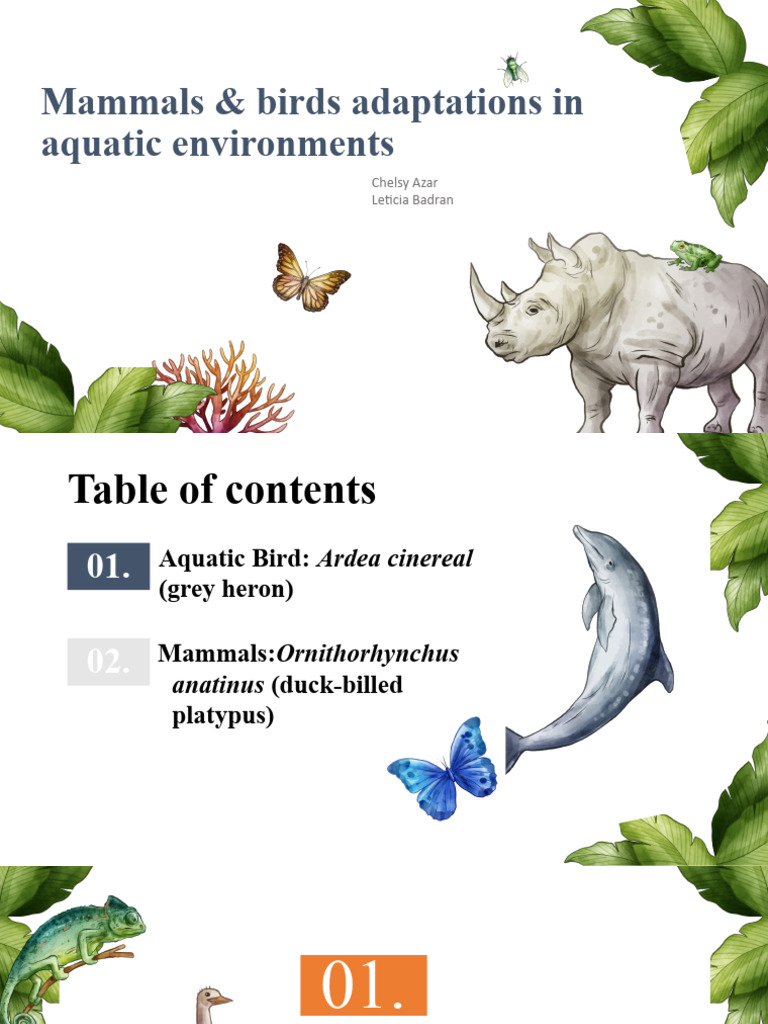 Aquatic Adaptations of Herons & Platypus | PDF