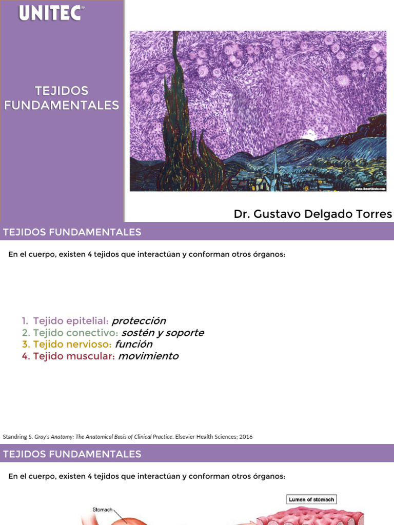 Tejidos Fundamentales | PDF | Tejido conectivo | Epitelio
