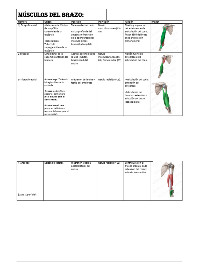 Guia de Musculos de MMSS (Brazo, Antebrazo y Mano) | PDF | Mano | Codo