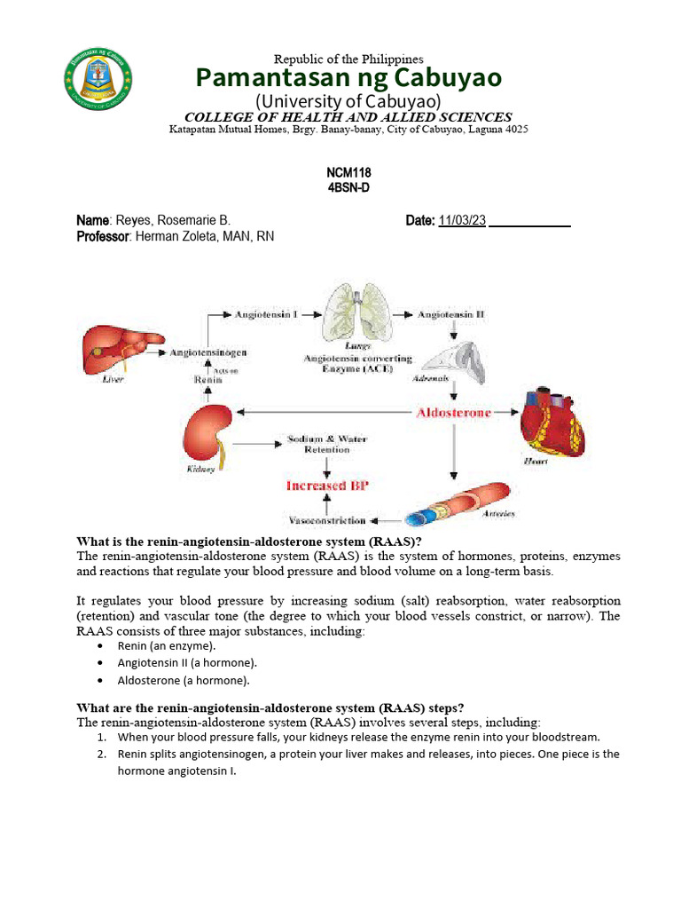 Ncm118 Raas | PDF | Angiotensin | Endocrine System