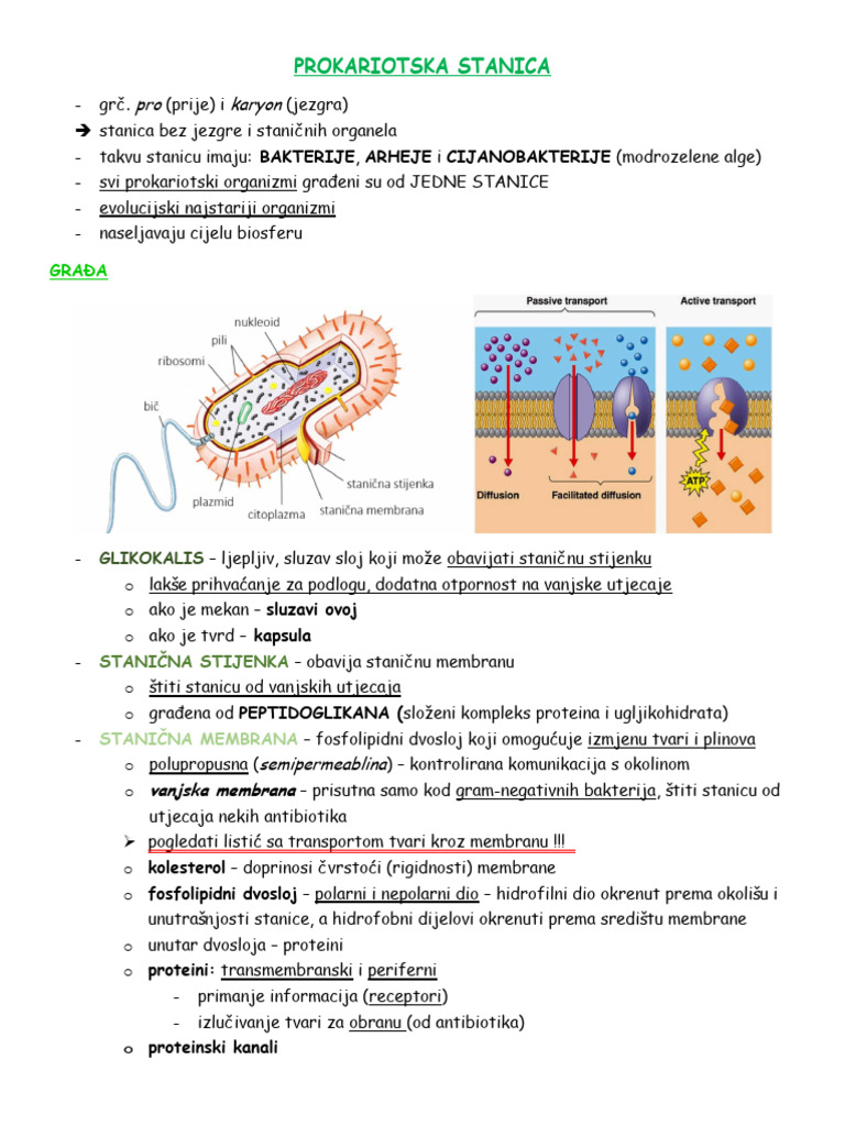 Prokariotska Stanica | PDF