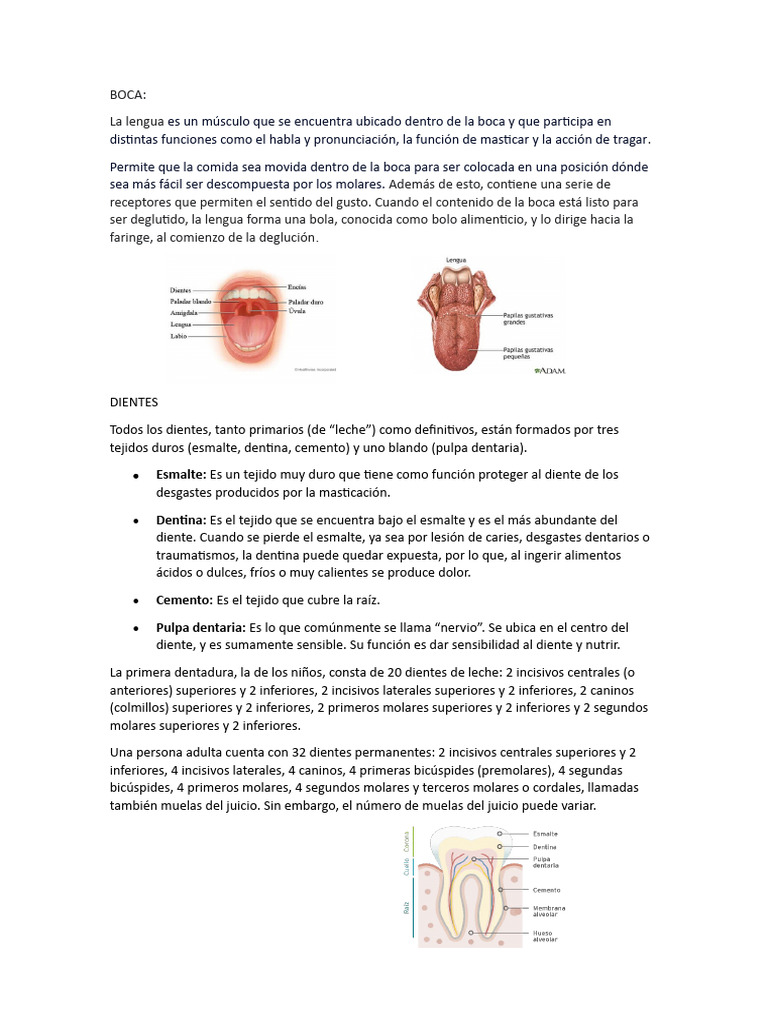 Boca (Partes) y Faringe | PDF | Diente | Saliva