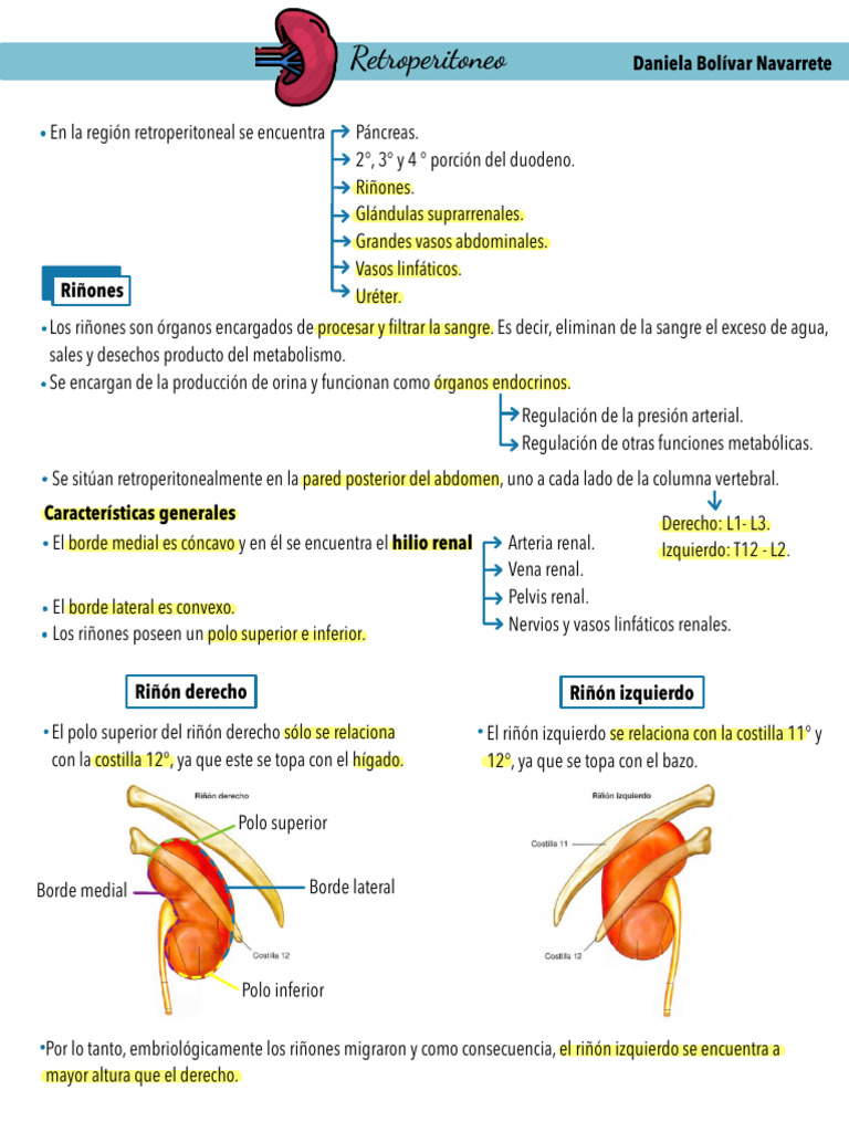 ? Resumen Retroperitoneo (Riñón) | PDF | Riñón | Especialidades Medicas