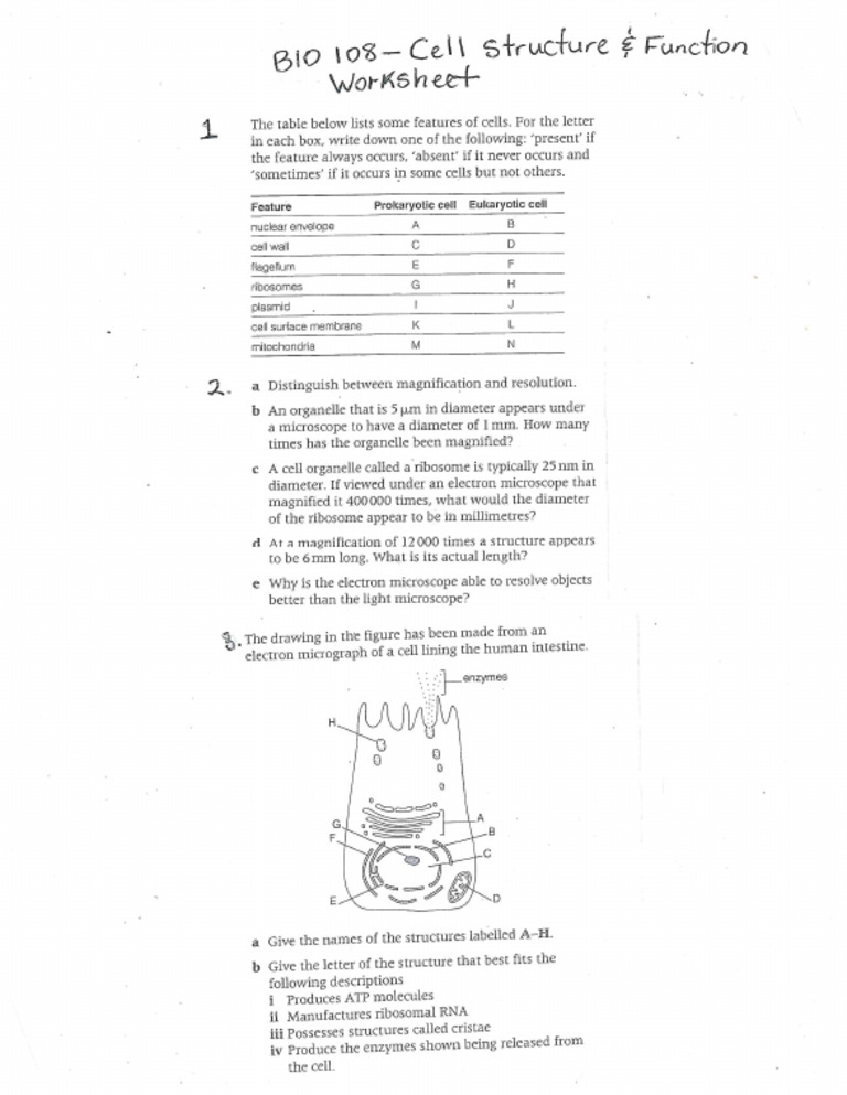 Cell Structure and Function Graded Assignment | PDF
