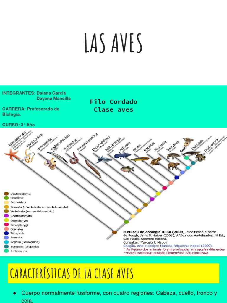 Características y Anatomía de las Aves | PDF | Aves | Riñón