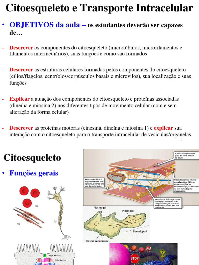 Citoesqueleto e Transporte Intracelular | PDF | Citoesqueleto | Célula ...