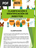 Principales Ordenes de Los Insectos | PDF | Insectos | Mosca