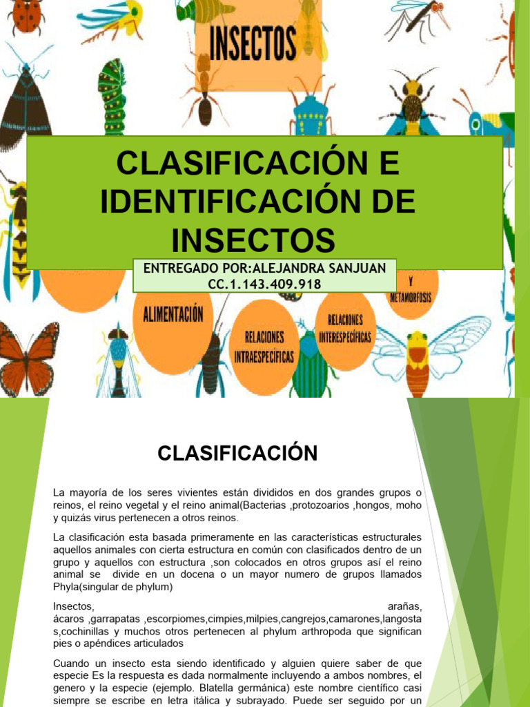 Clasificación e Identificación de Insectos | PDF | Insectos | Lepidópteros