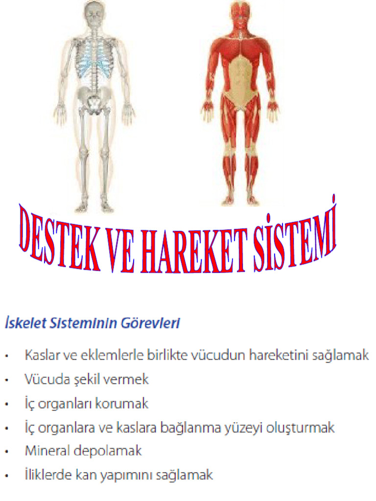 Destek Ve Hareket Sistemi | PDF