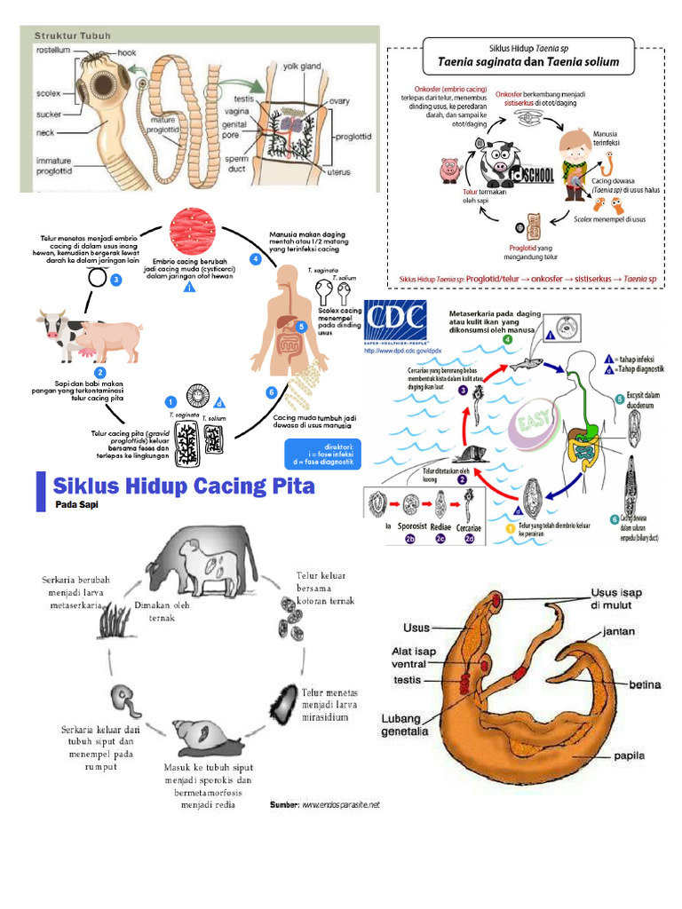 Gambar Cacing Cestoda Trematoda Nematoda | PDF