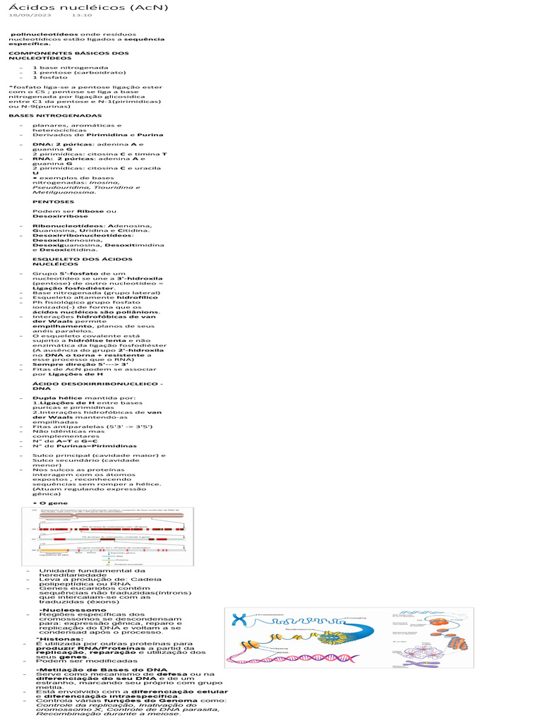 Ácidos Nucléicos (AcN) | PDF | Gene | DNA