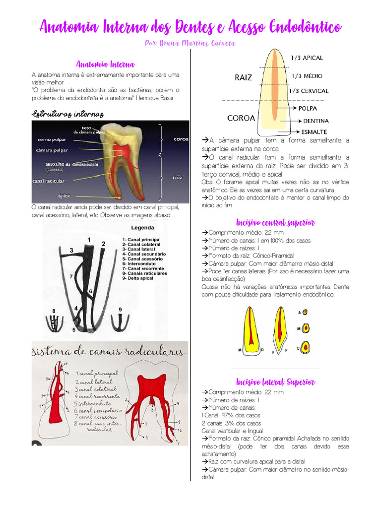 Anatomia Interna dos Dentes e Acesso Endodôntico | PDF | Dente | Boca