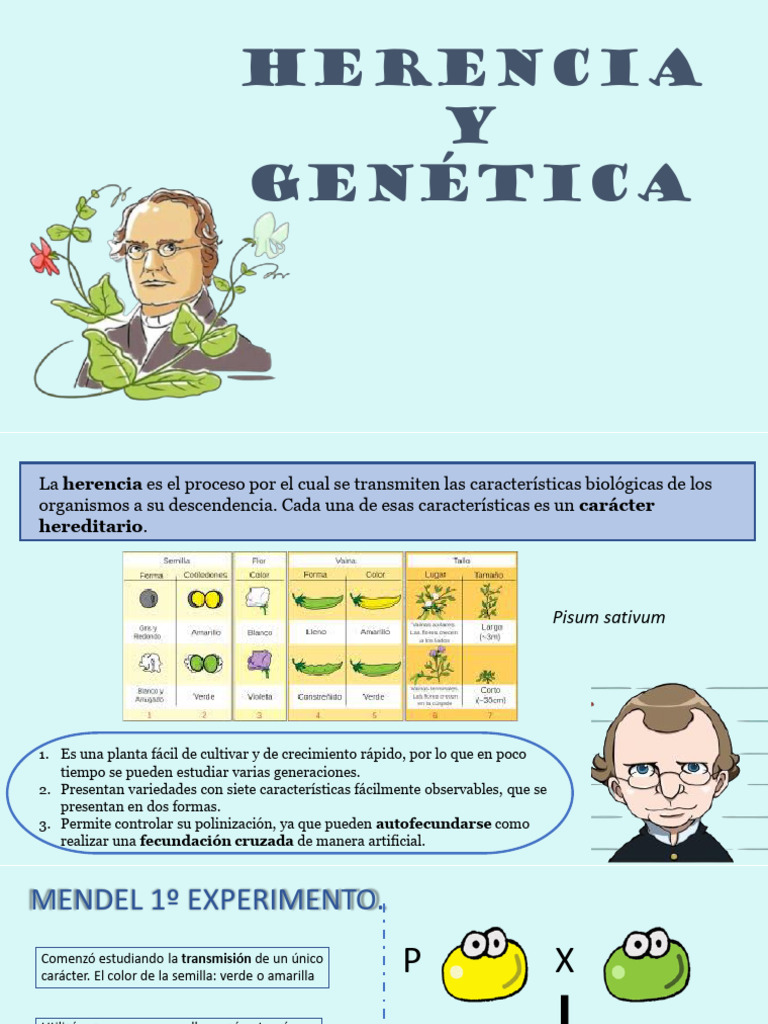 Leyes de Mendel y Herencia Genética | PDF | Dominancia (Genética) | Alelo