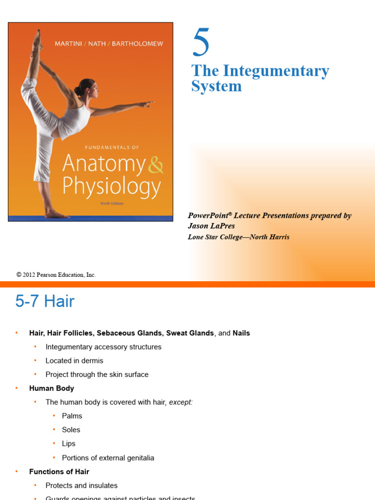 The Integumentary System Skin Pdf Hair Integumentary System
