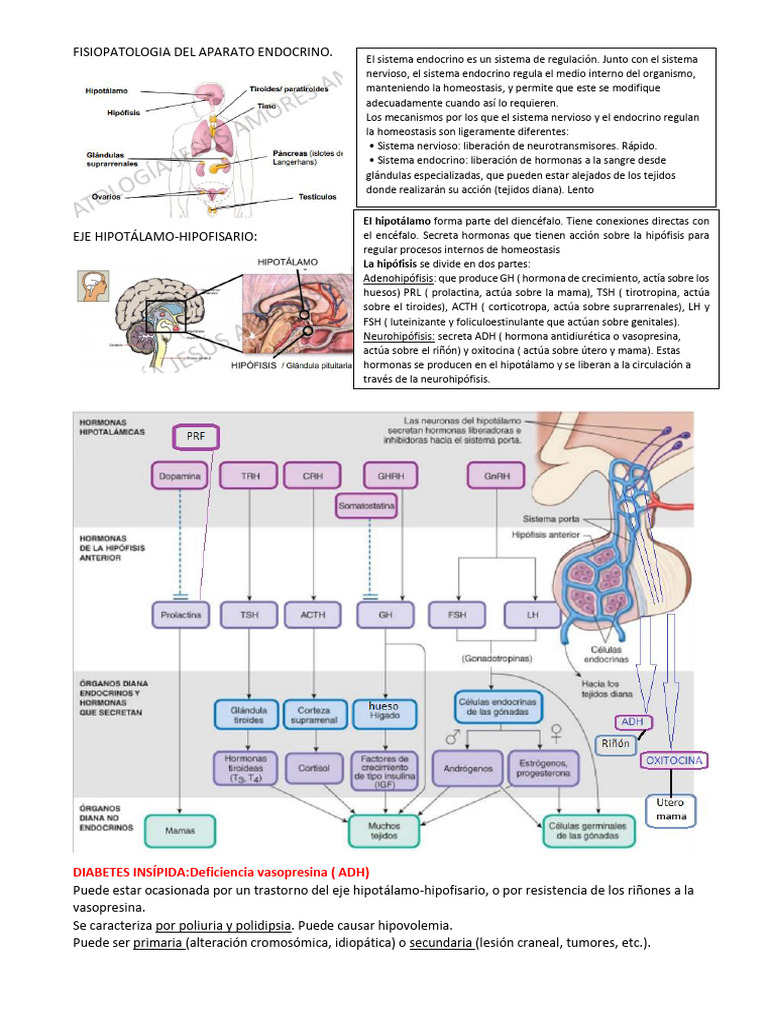 Fisiopatologia Del Aparato Endocrino | PDF | Hormona estimulante de la tiroides | Tiroides
