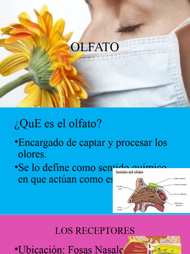 Anatomía y funciones del olfato | PDF | Anatomía | Órgano (anatomía)
