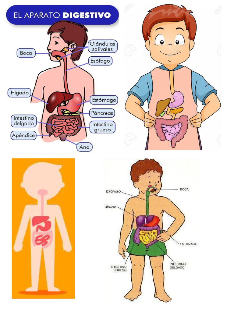 Imagenes Del Sistema Digestivo | PDF