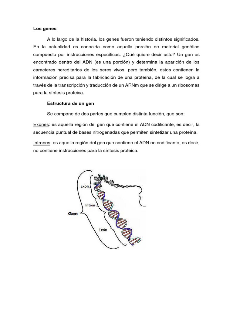 Función y Estructura de los Genes | PDF | Ciencia y matemáticas