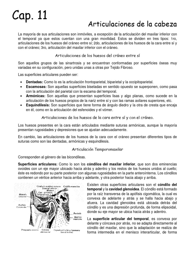 Articulaciones de La Cabeza | PDF | Cráneo | Articulación