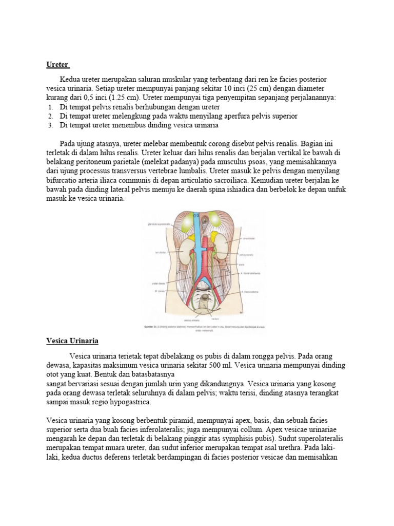 Ureter dan Vesika Urinaria pada Manusia | PDF