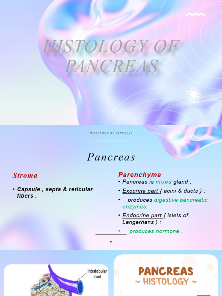 Histology of Pancreas | PDF | Pancreas | Animal Anatomy