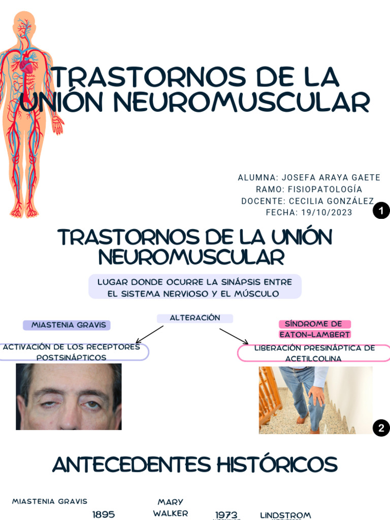 Trastornos de La Unión Neuromuscular | Descargar gratis PDF | Unión ...
