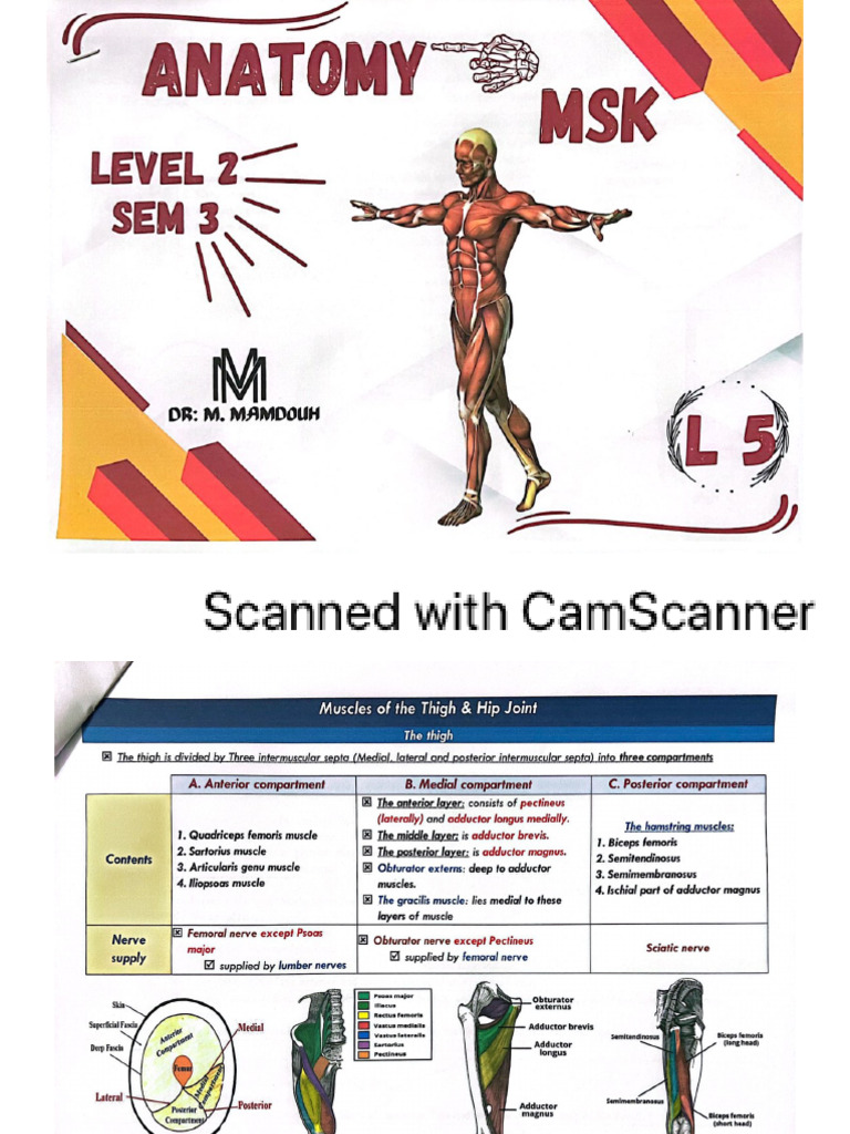 Anatomy L5 MSK | PDF
